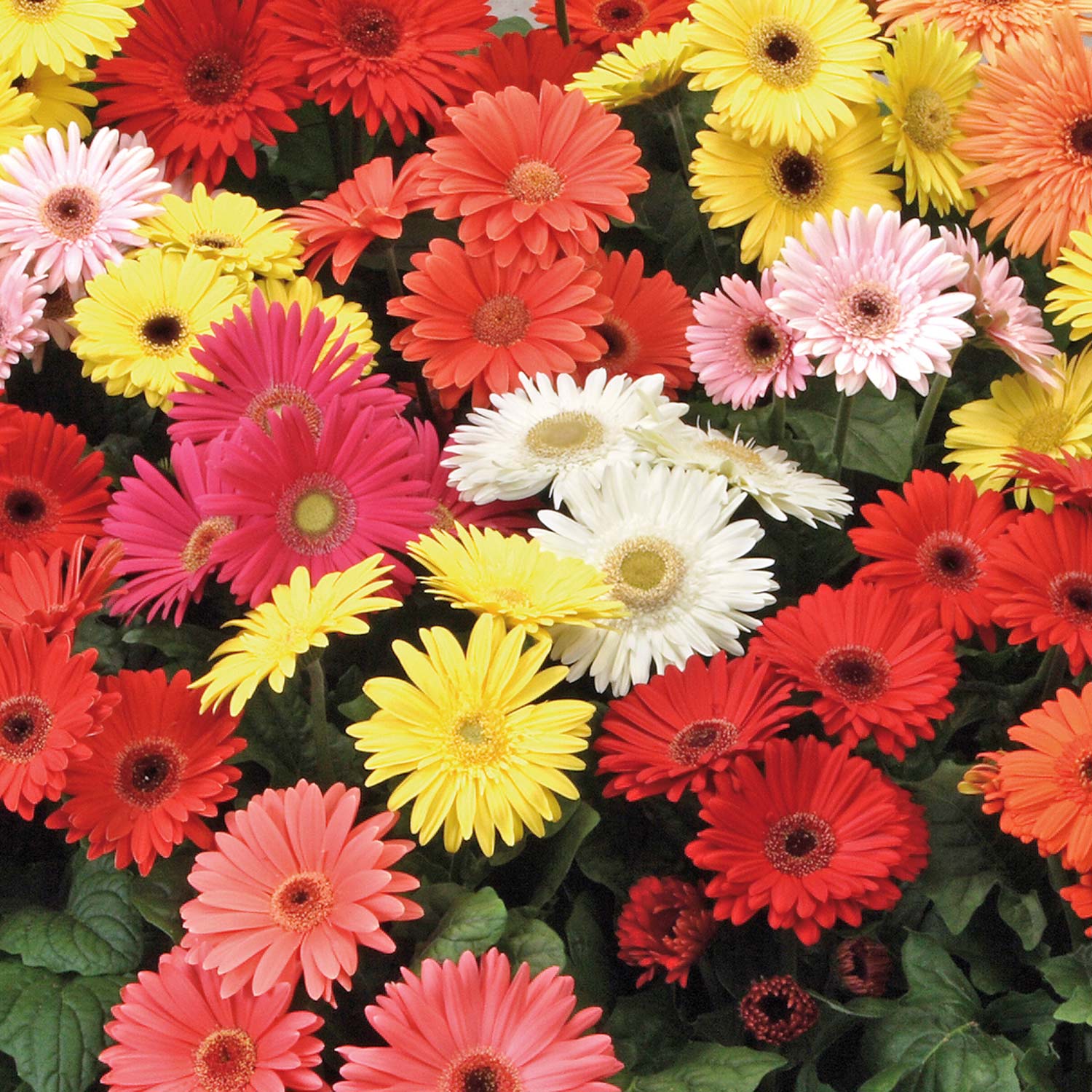 Gerbera 'Mega Revolution' - 5 Plugs | Buy Gerbera Plants Online ...