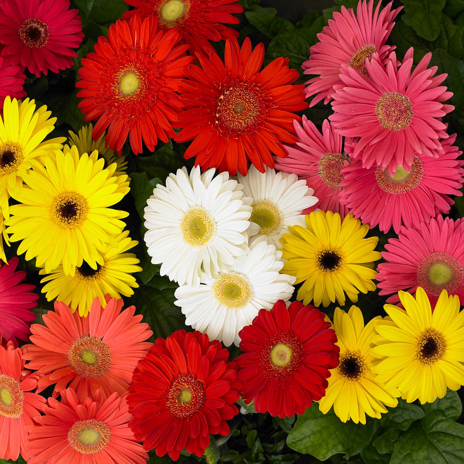 Gerbera 'Mega Revolution' x 6 Super Plugs | Buy Gerbera Plants Online ...