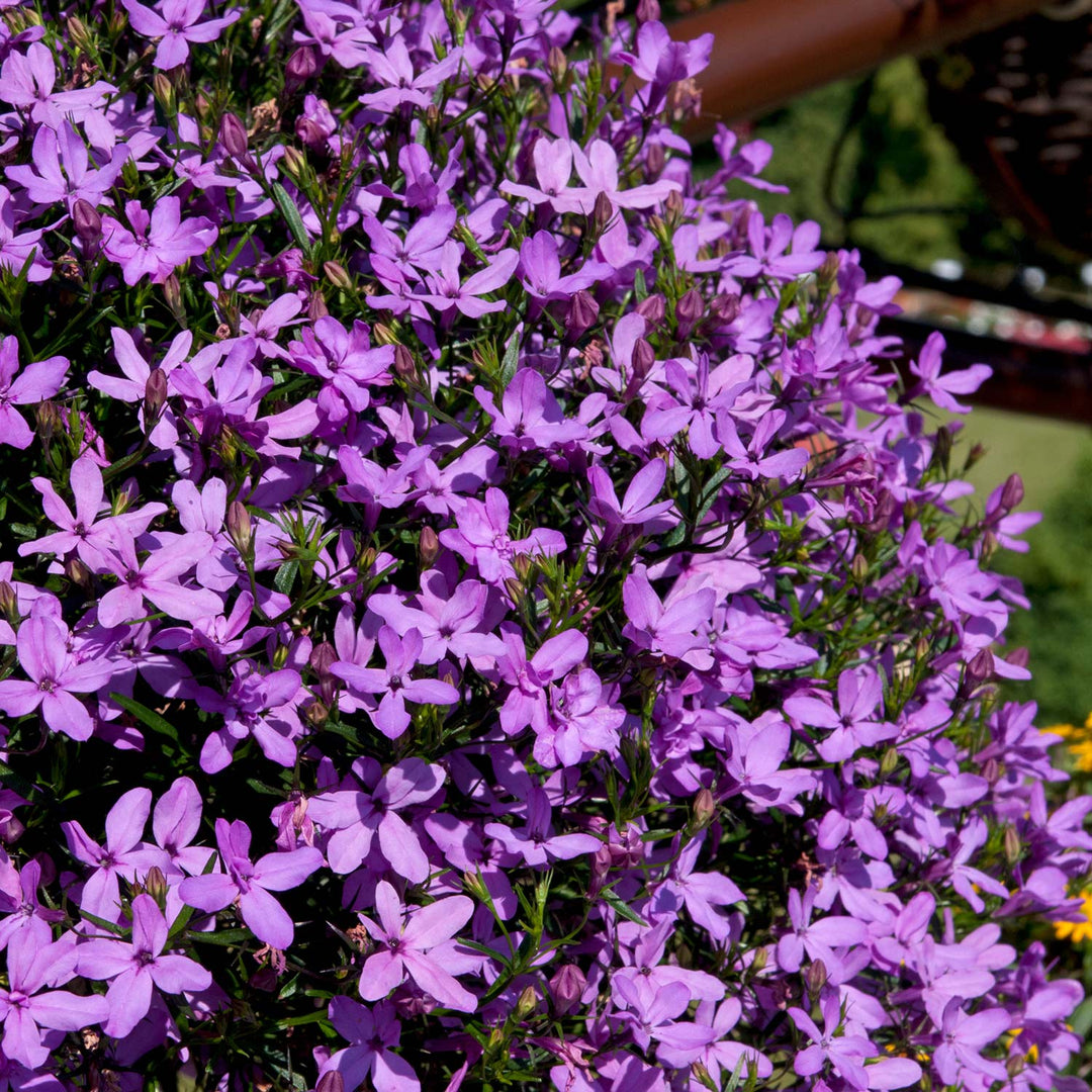 Lobelia 'Waterfall' Lavender x 6 Super Plugs | Buy Lobelia Plants ...