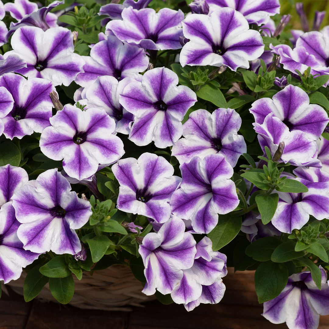 Buy Petunia Surfinia Blue Lagoon Star Online | Marshalls – Marshalls Garden
