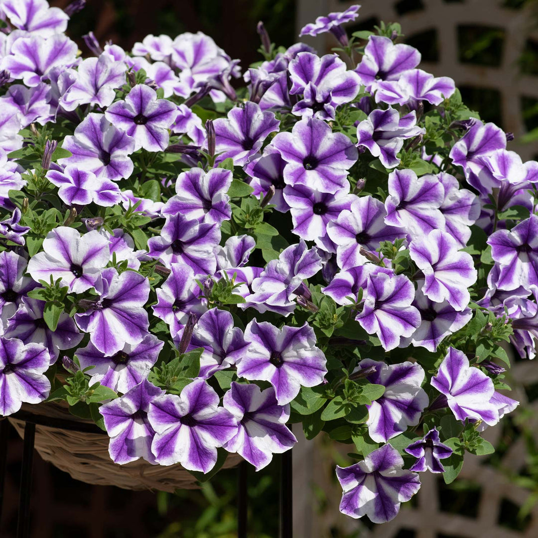 Buy Petunia Surfinia Blue Lagoon Star Online | Marshalls – Marshalls Garden