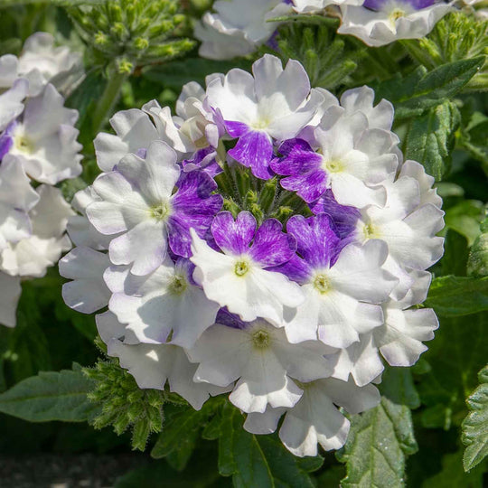 Verbena Showboat 'Blue Fizz' x 6 Super Plugs | Buy Verbena Plants ...