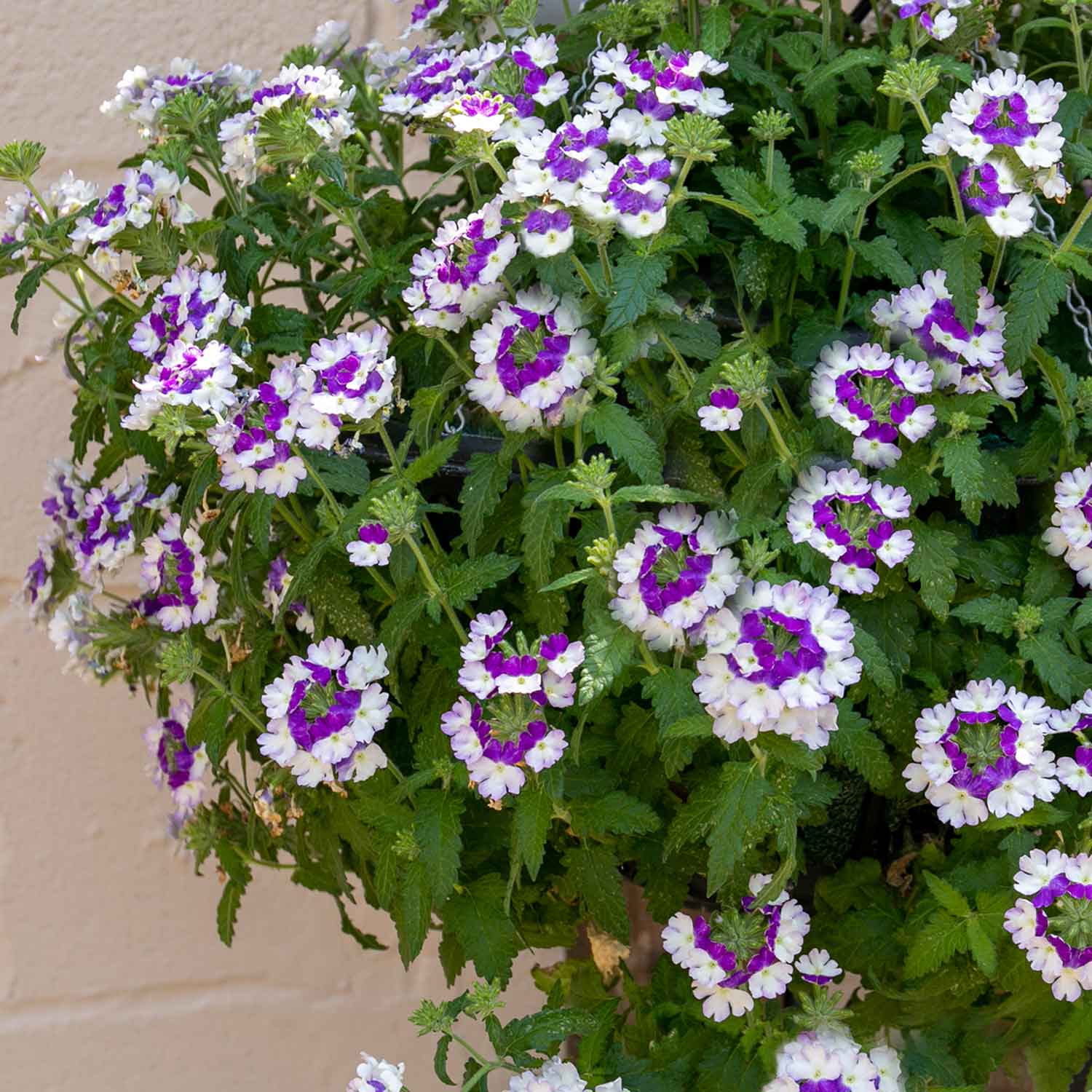 Buy Verbena Showboat Blue Fizz Online | Marshalls – Marshalls Garden