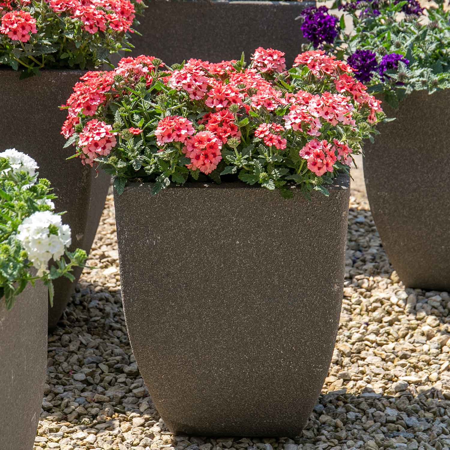 Verbena Plant 'Showboat Mango' Orange - 6 x Super Plug Plants | Buy ...