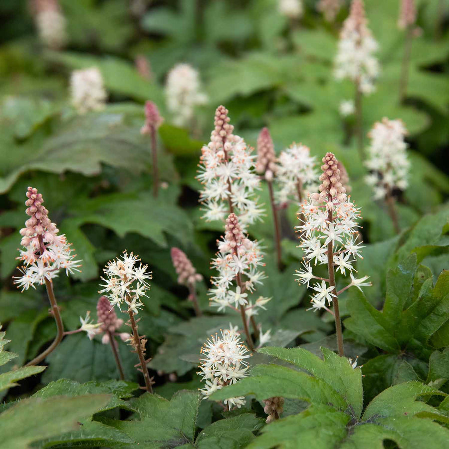 Tiarella Pink 'Skyrocket' - 2L Plant | Buy Tiarella Plants Online ...