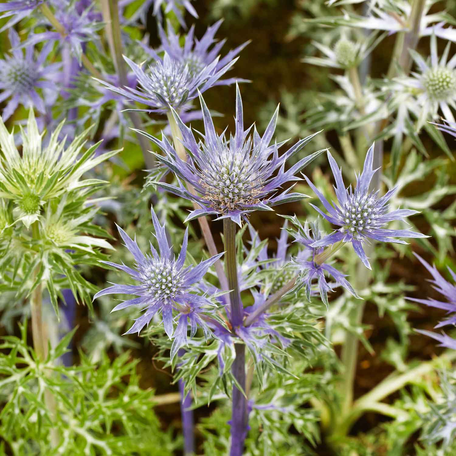 Eryngium Plant 'Bourgatii Picos Blue' | Marshalls Garden