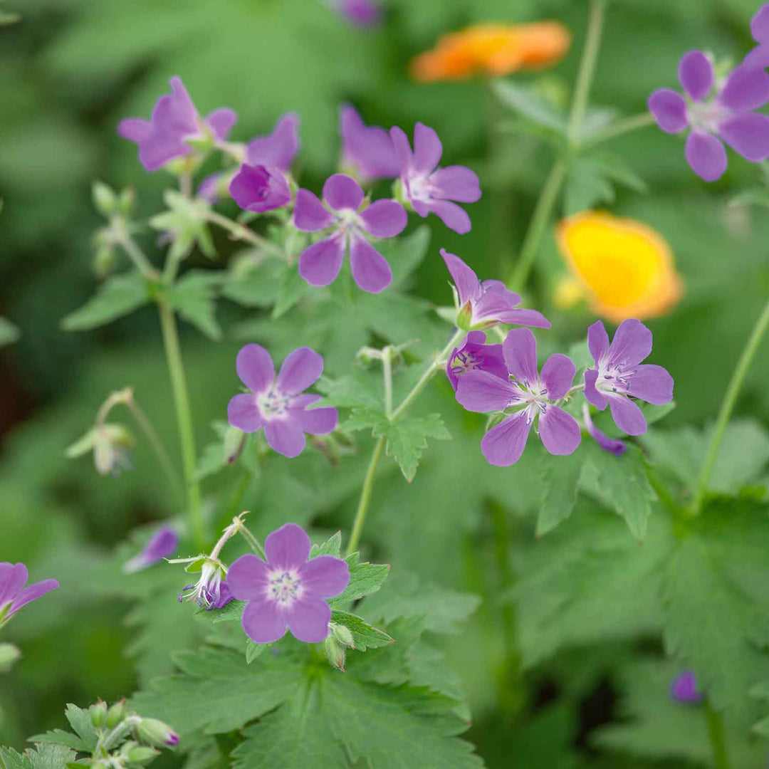 Buy Geranium sylvaticum Mayflower 9cm Plant | Marshalls – Marshalls Garden