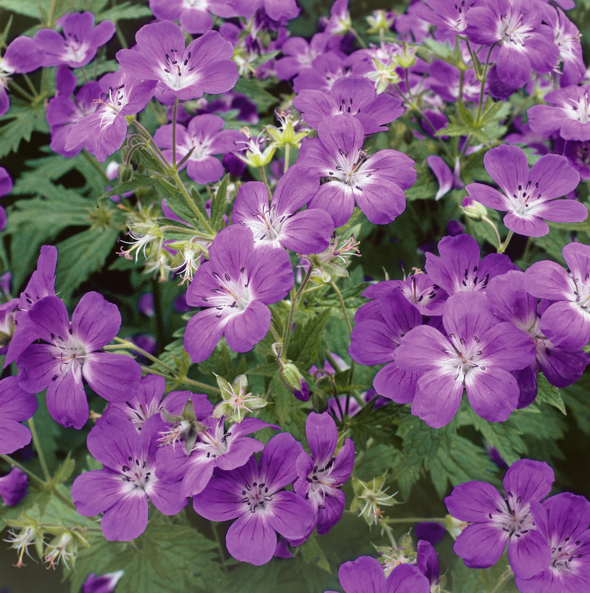 Geranium sylvaticum 'Mayflower' - 9cm Plant | Buy Geranium Plants ...
