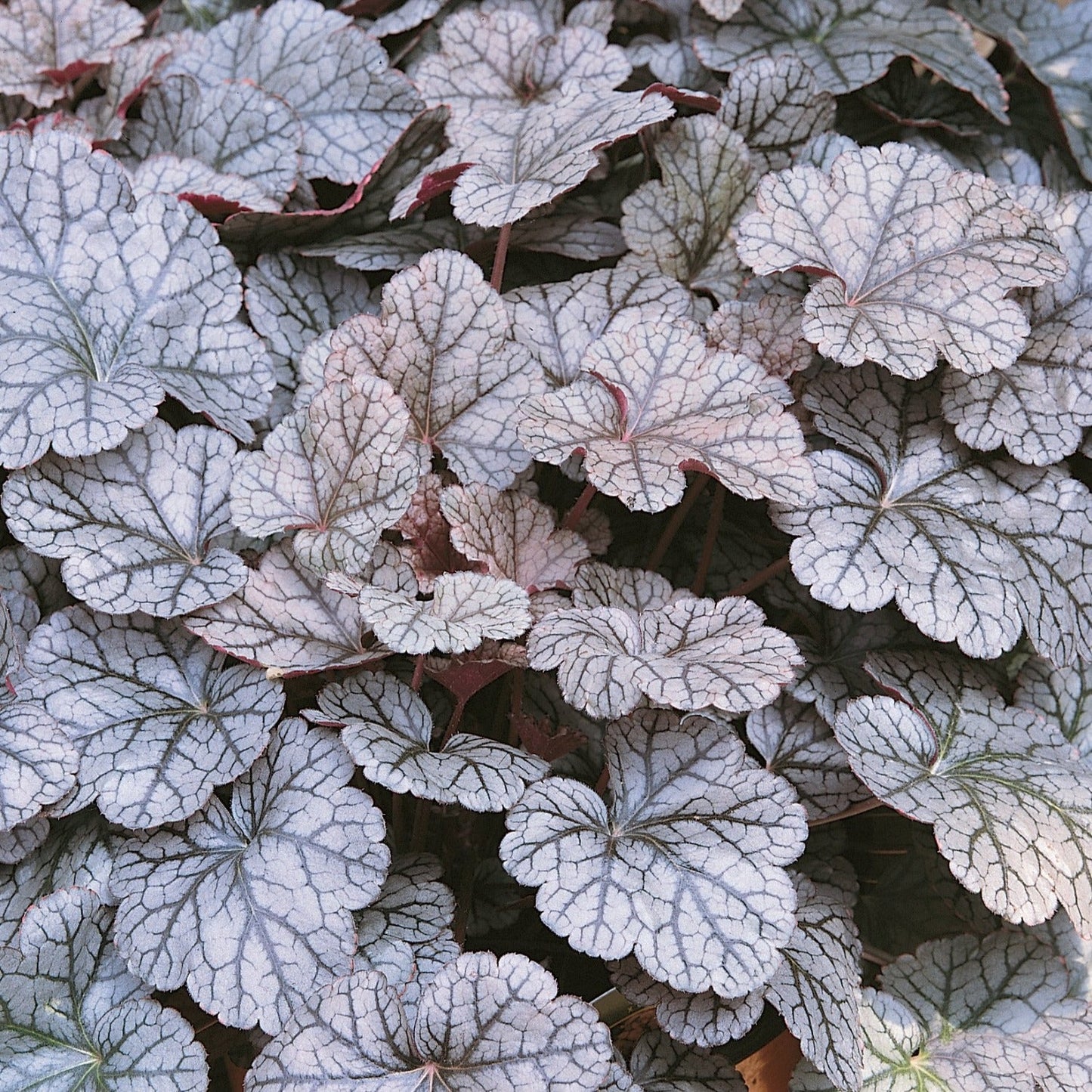 Heuchera Plant 'Silver Scrolls' | Marshalls Garden