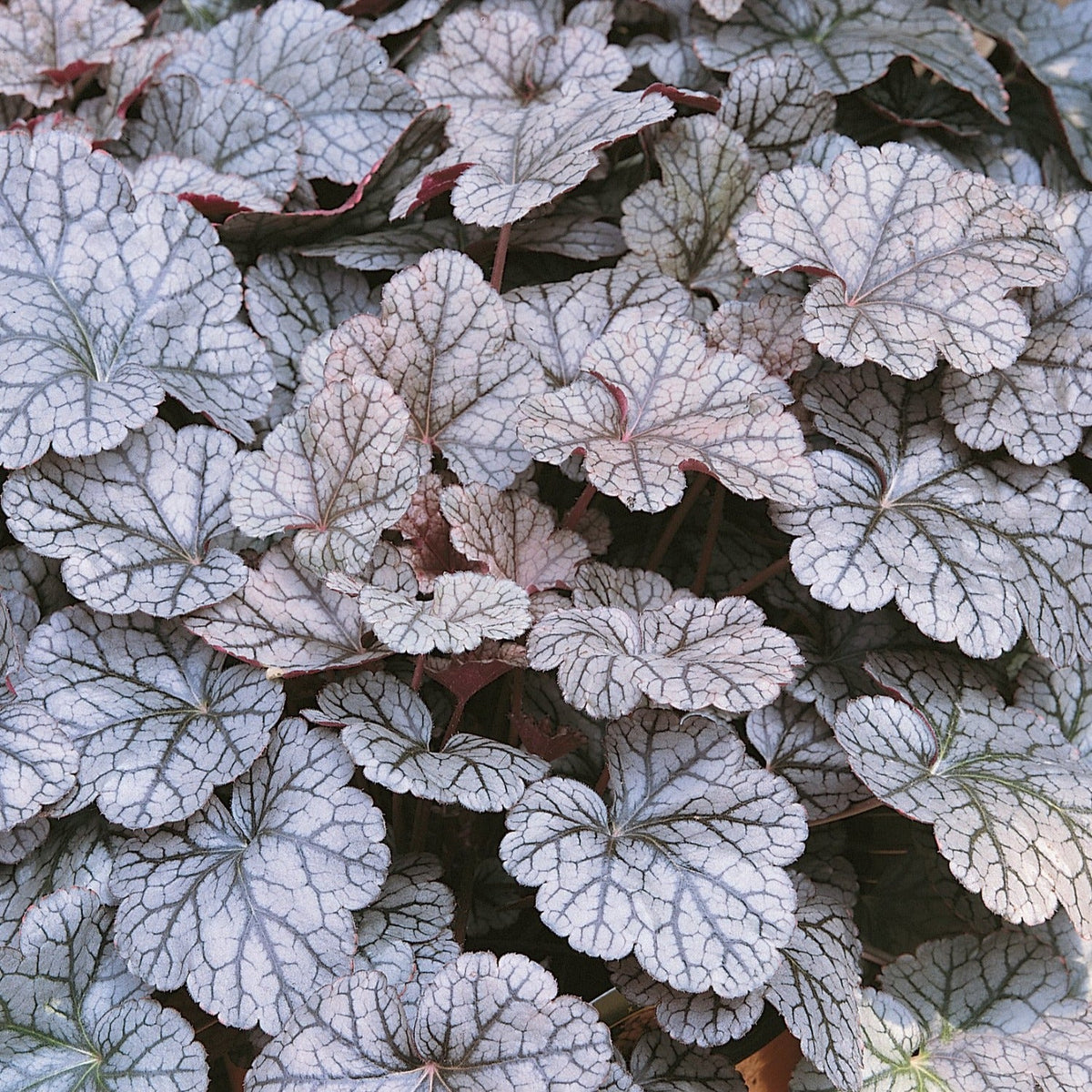 Heuchera 'Silver Scrolls' - 2L | Buy Heuchera Plants Online | Heuchera ...