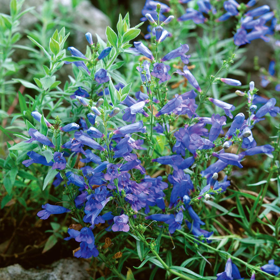 Penstemon 'Heavenly Blue' - 2Ltr Plant | Buy Penstemon Plants Online ...