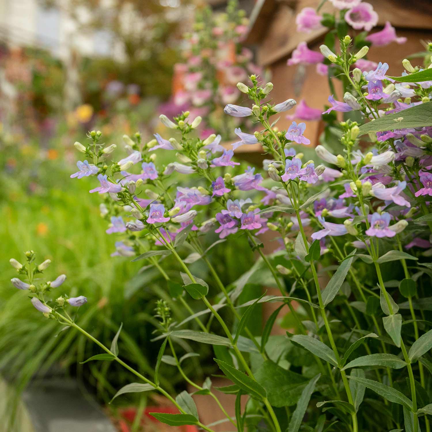Penstemon 'Heavenly Blue' - 2Ltr Plant | Buy Penstemon Plants Online ...