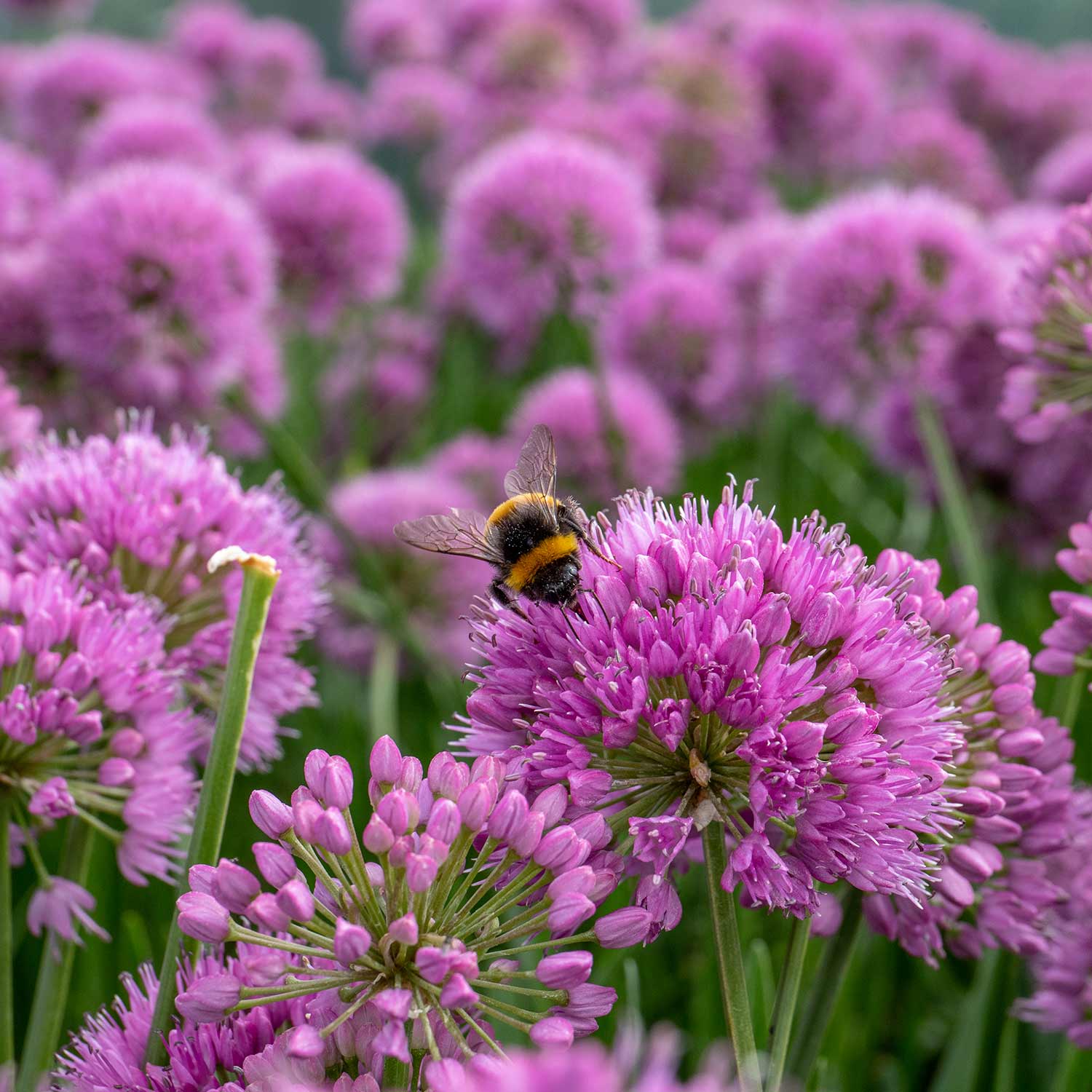 Allium Plant 'Millennium' | Marshalls Garden