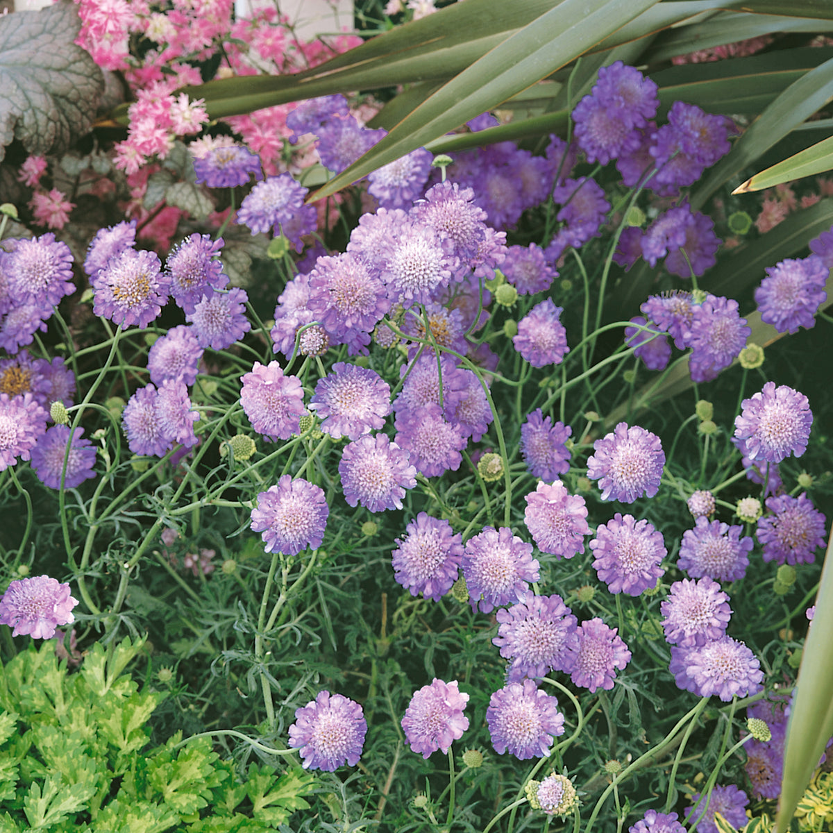 Scabious 'Butterfly Blue' - 2 Ltr | Buy Scabious Seeds Online ...