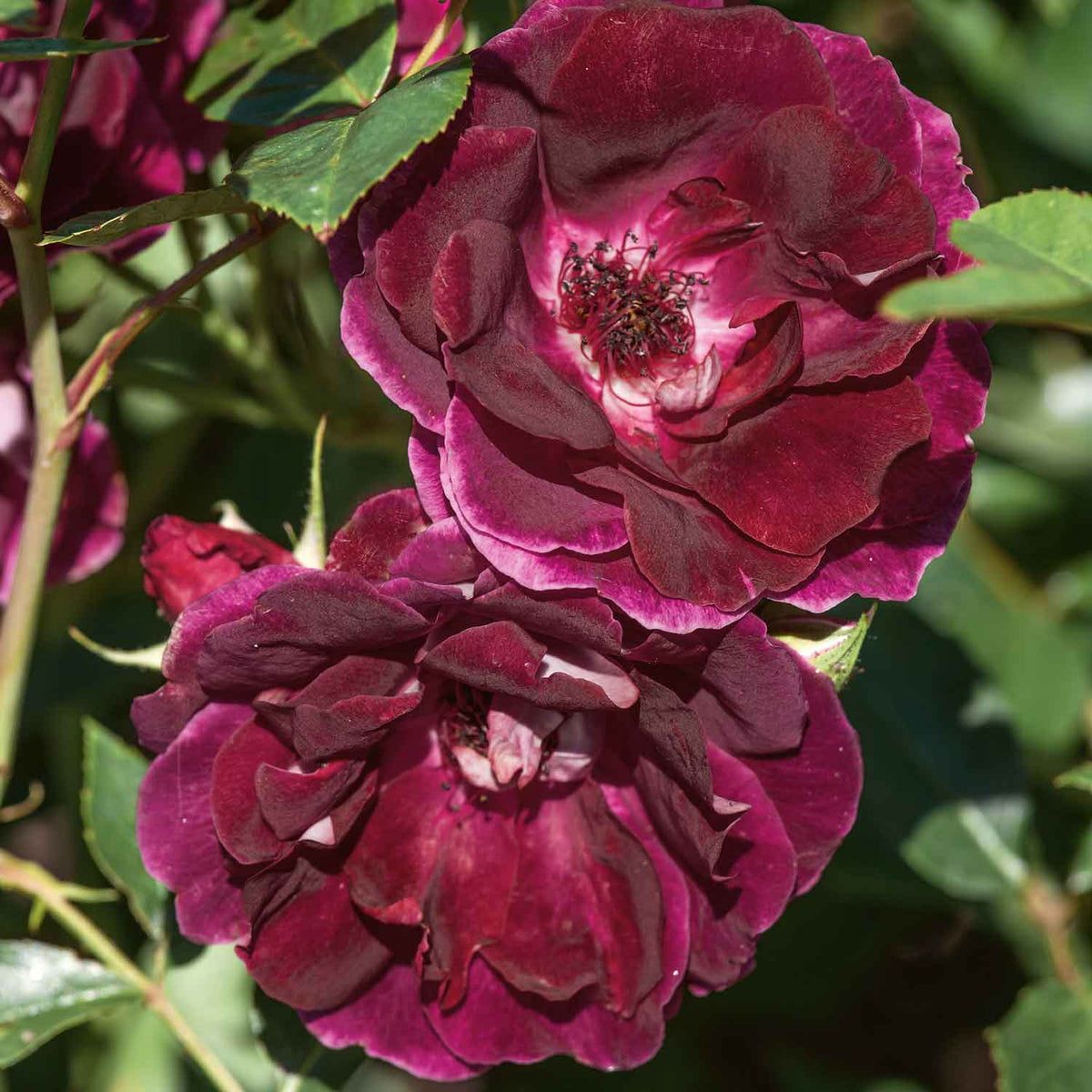 Rose 'Burgundy Ice' (Bush) - Bare Root | Buy Rose Trees Online | Rose ...