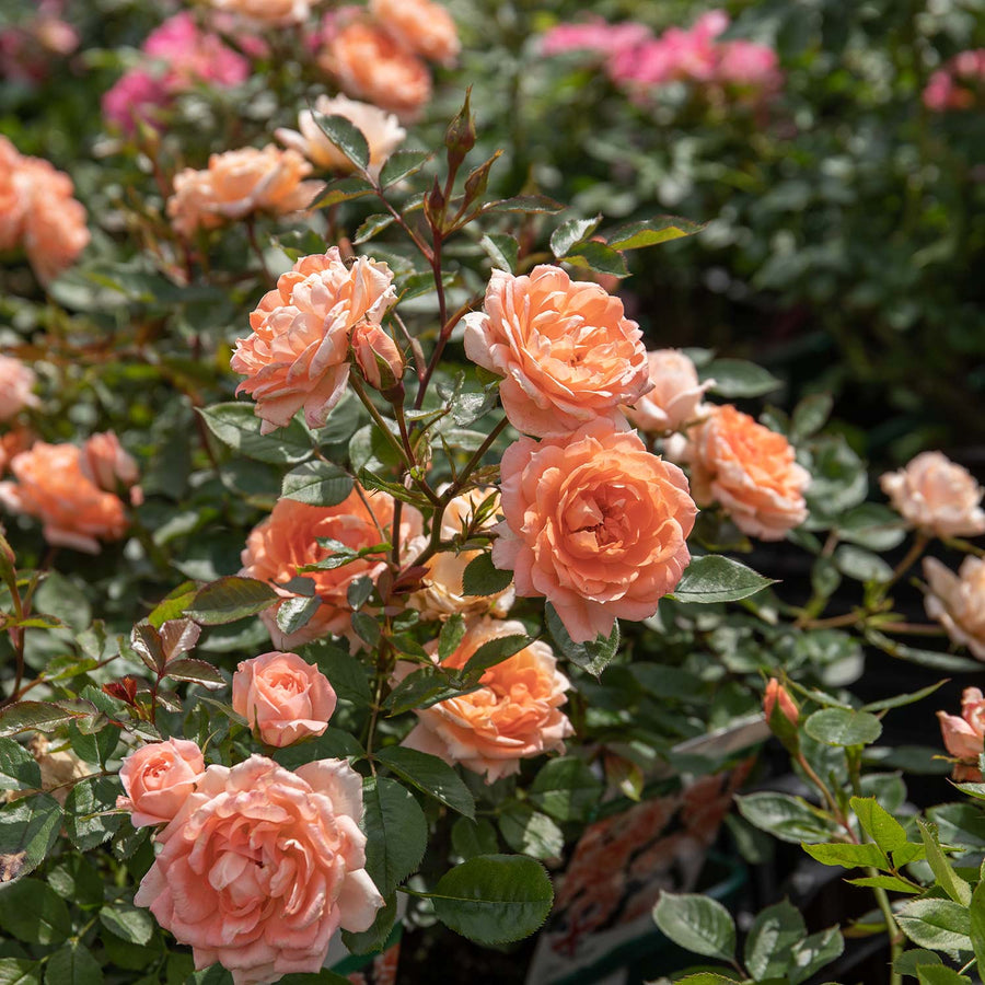 Patio Rose 'Flower Power' 4L Plant | Buy Rose Plant Online | Rose Plant ...