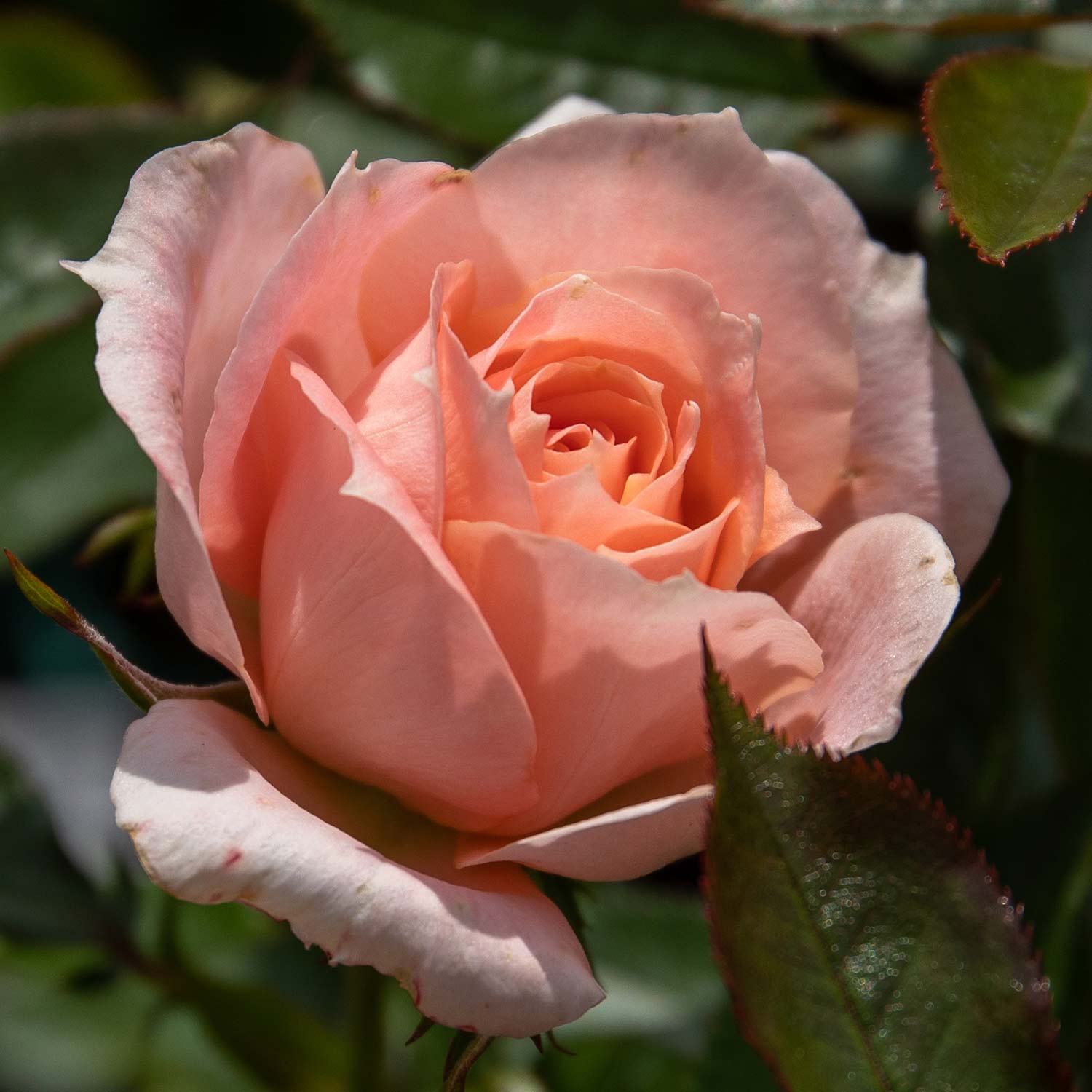 Patio Rose 'Flower Power' 4L Plant | Buy Rose Plant Online | Rose Plant ...