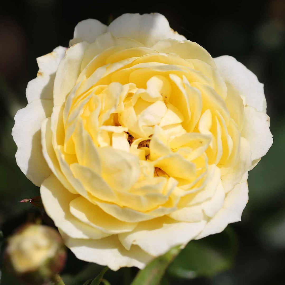 Rose 'Sweet Memories' (Patio) - Bare Root | Buy Rose Trees Online ...