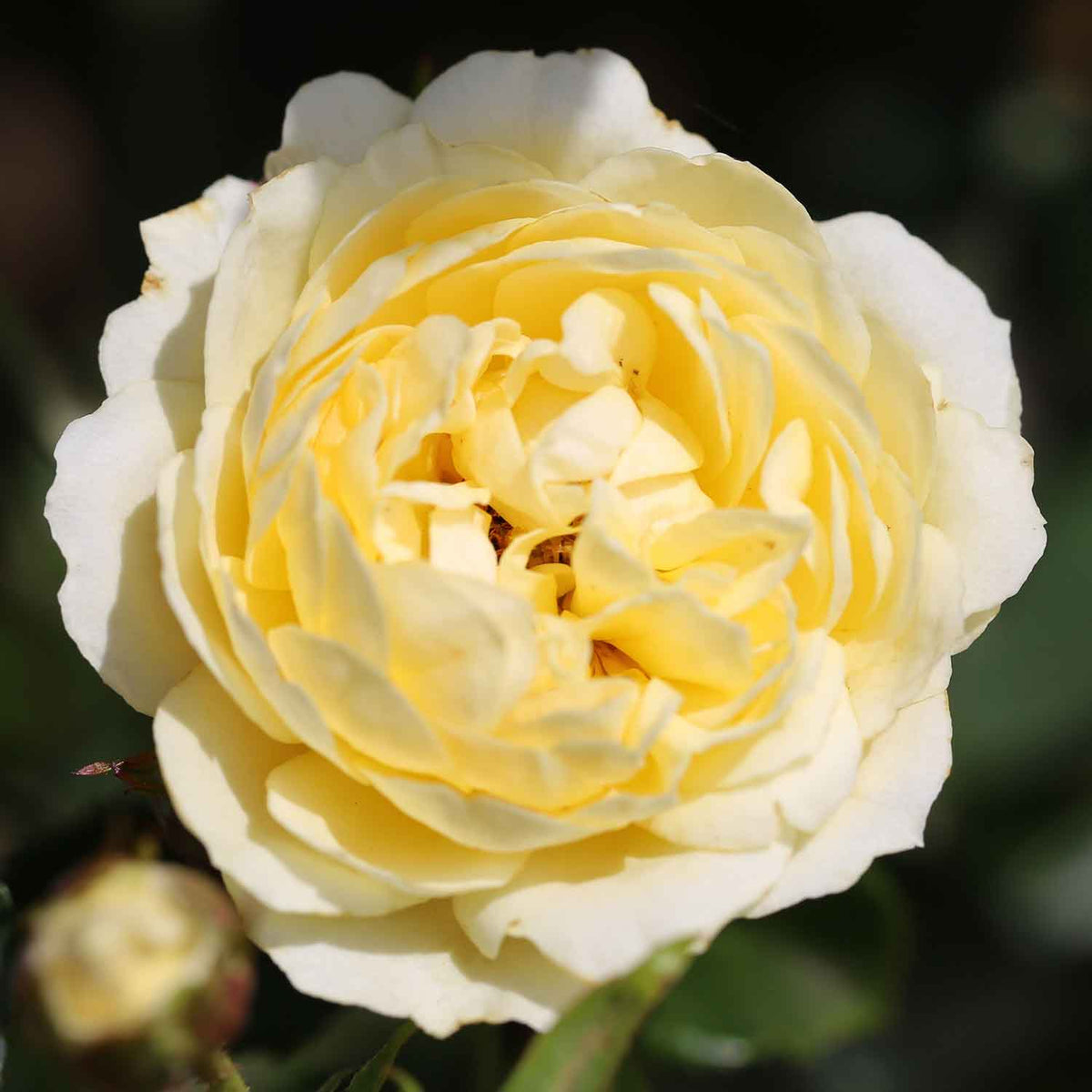 Rose 'Sweet Memories' (Patio) - Bare Root | Buy Rose Trees Online ...