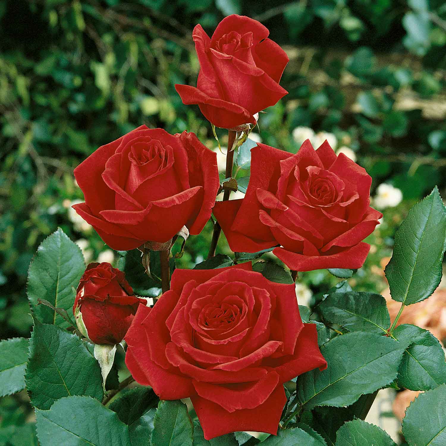 Rose 'Velvet Fragrance' (Bush) - Bare Root | Buy Rose Trees Online ...