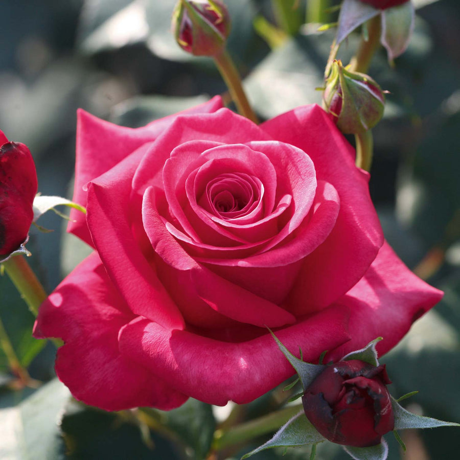 Buy Rose ‘Timeless Charisma’ 4 Ltr Plant Online | Marshalls – Marshalls ...