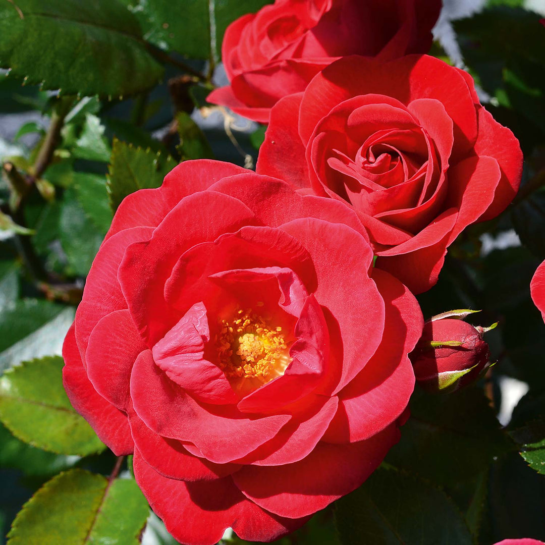 Rose ‘Precious Ruby’ - Bare Root | Buy Rose Trees Online | Rose Trees ...