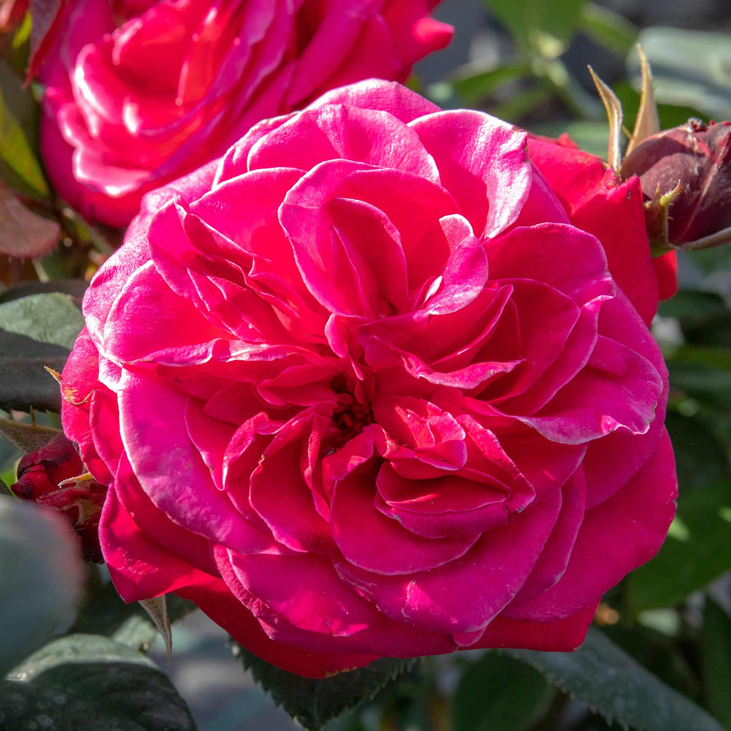 Rose Bush Plant 'Timeless Charisma' | Marshalls Garden