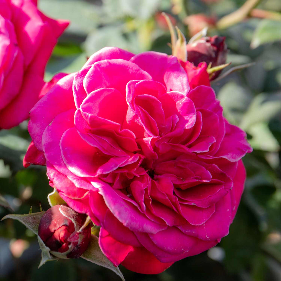 Buy Rose ‘Timeless Charisma’ 4 Ltr Plant Online | Marshalls – Marshalls ...