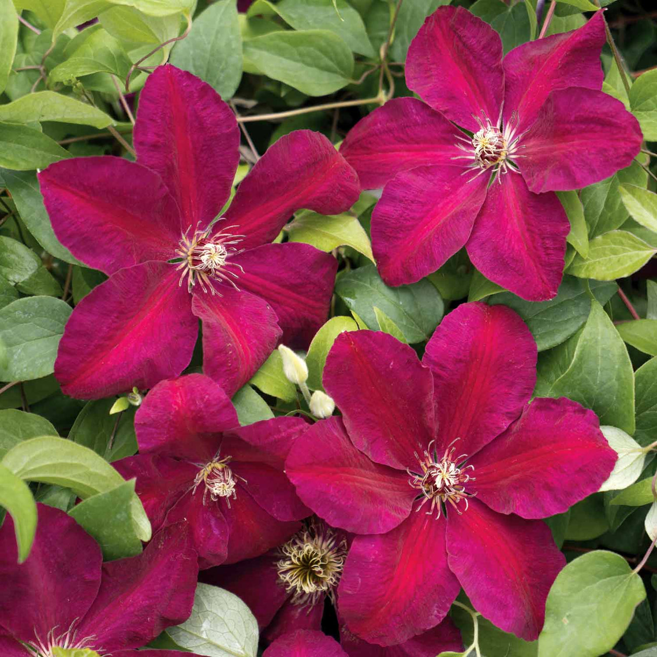 Clematis 'Westerplatte' - 2L Plant | Buy Clematis Plants Online ...