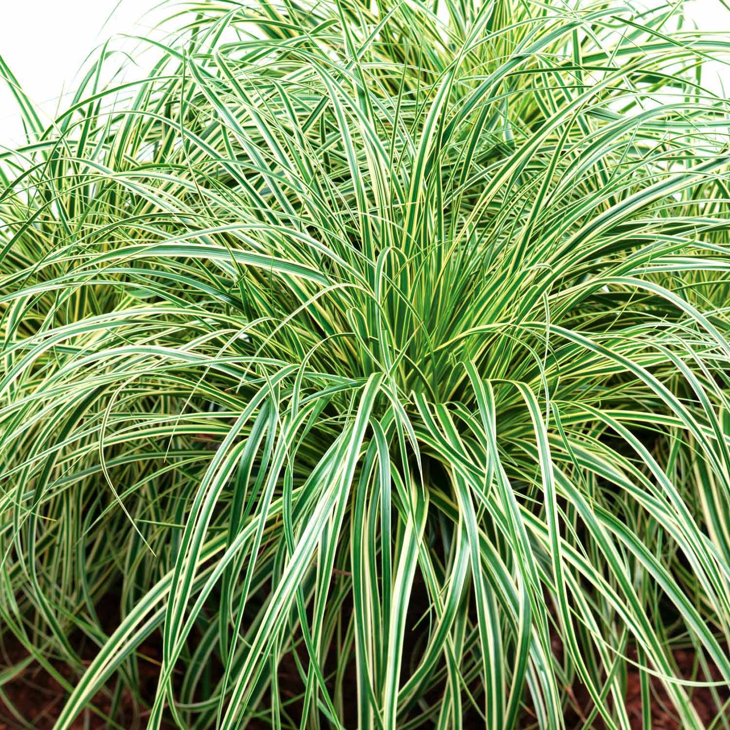 Carex Plant 'Oshimensis Evercream' | Marshalls Garden