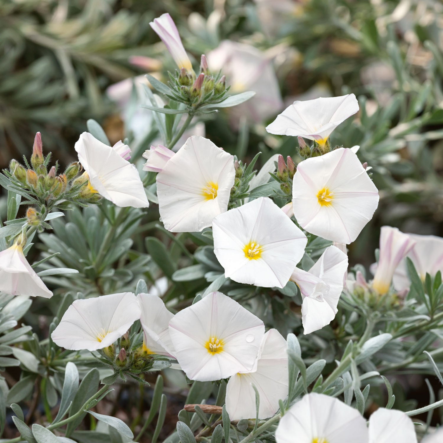 Convolvulus cneorum (9cm) | Marshalls Garden
