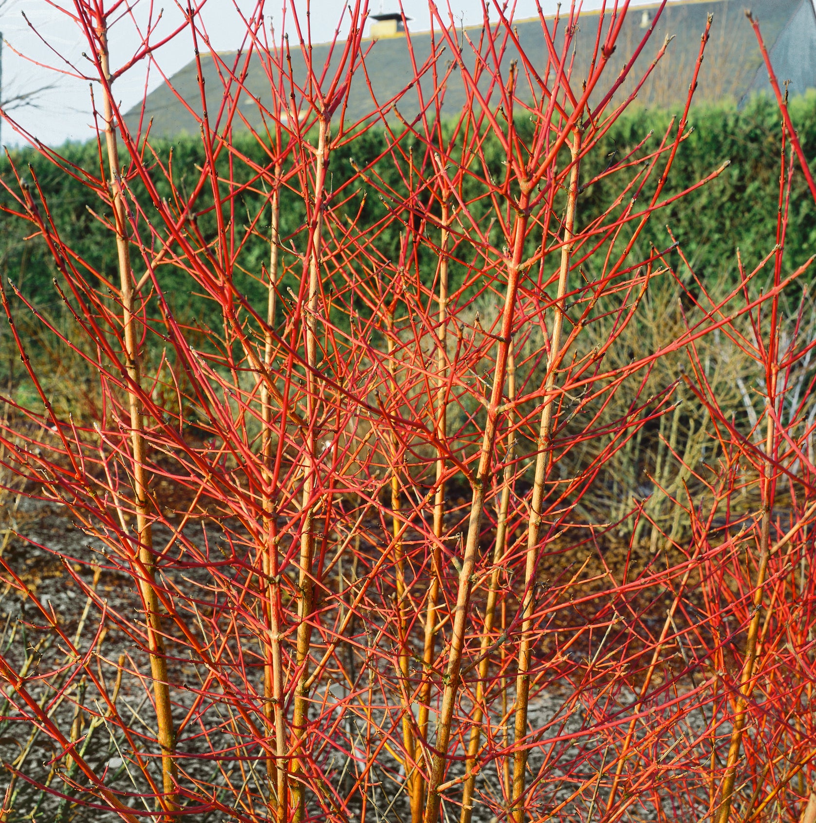 Buy Cornus Midwinter Fire 3Ltr Plant Online | Marshalls – Marshalls Garden