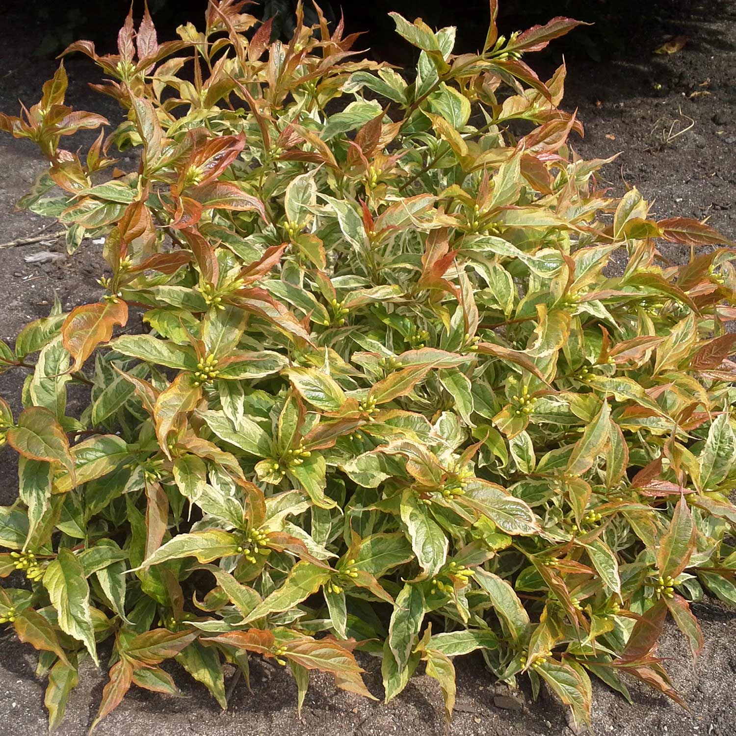 Diervilla Rivularis Plant 'Honey Surprise'® | Marshalls Garden