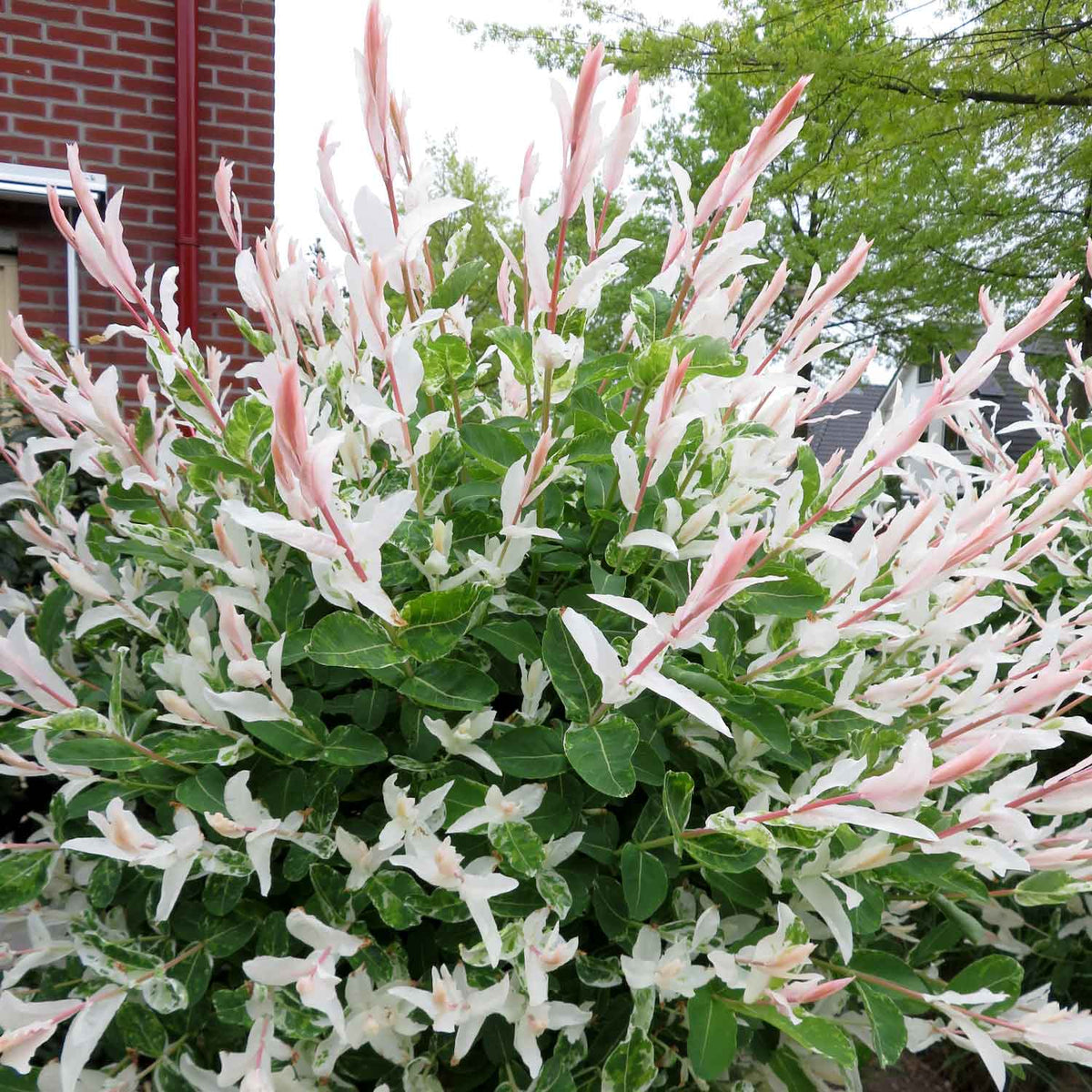 Salix integra Plant 'Hakuro-nishiki' | Buy Salix Trees Online | Salix ...