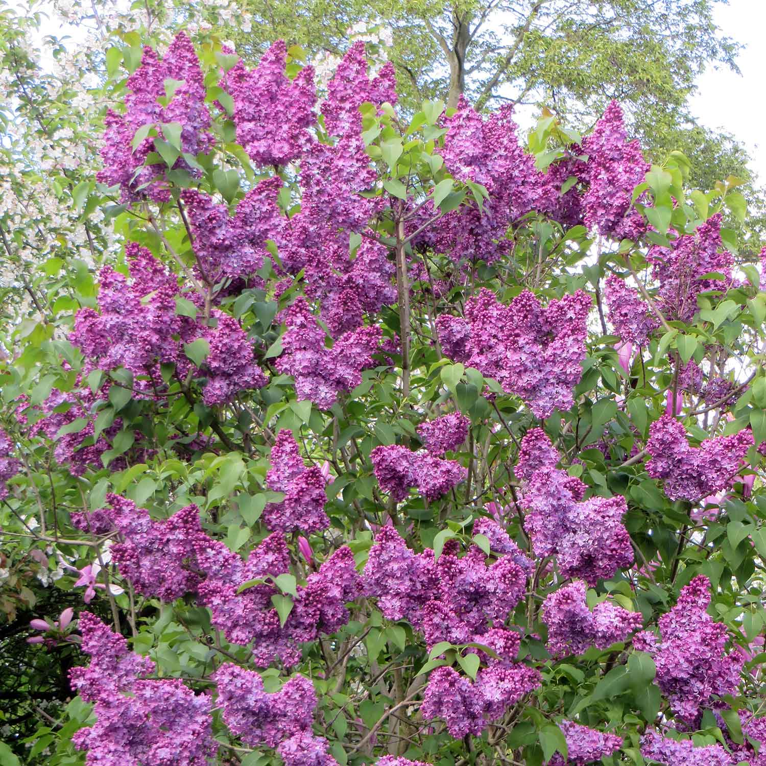 Syringa Plant 'Charles Joly' | Marshalls Garden