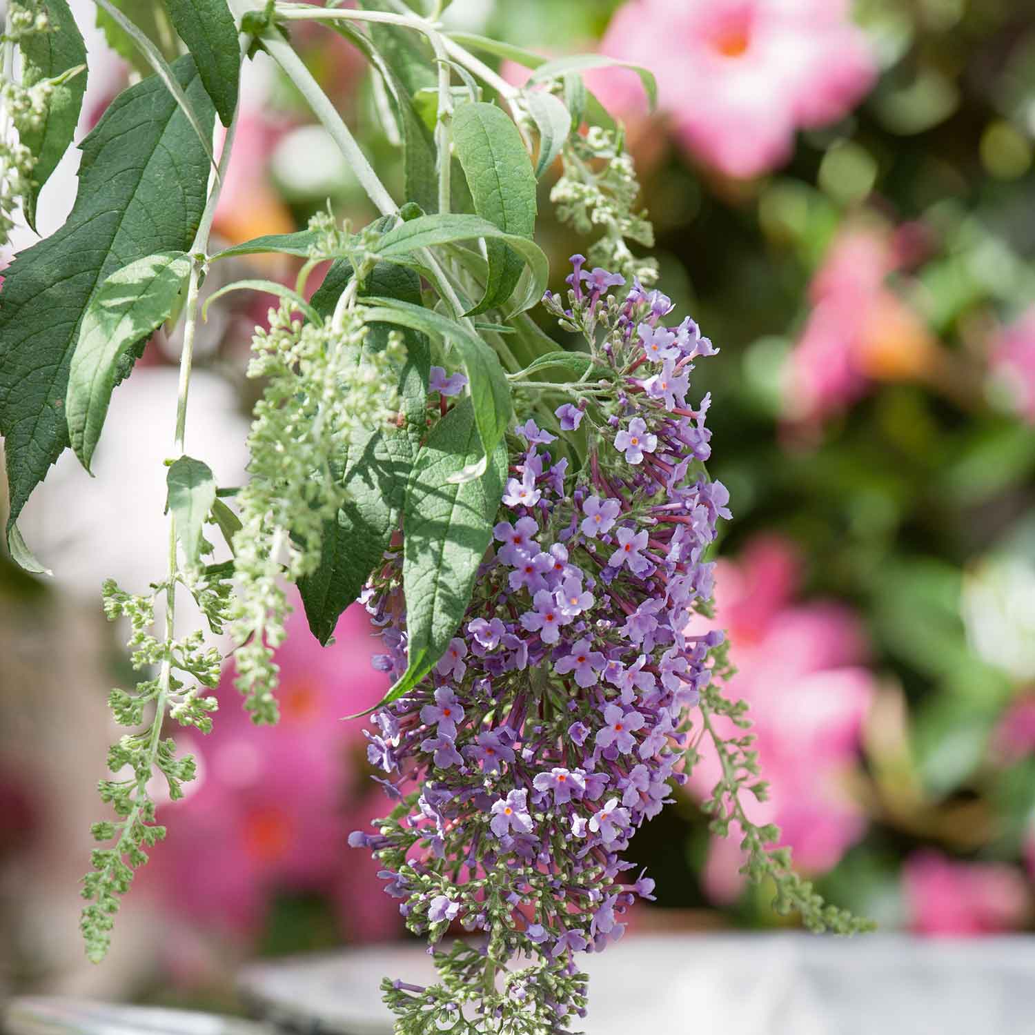 Buddleja Plant 'Wisteria Lane'® | Marshalls Garden