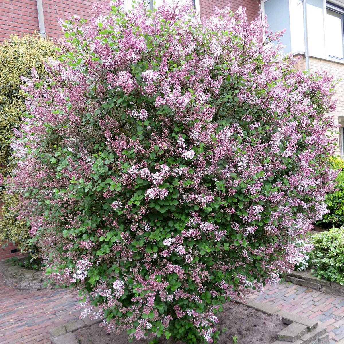 Buy Syringa Meyeri Palibin 3Ltr Plant Online | Marshalls – Marshalls Garden