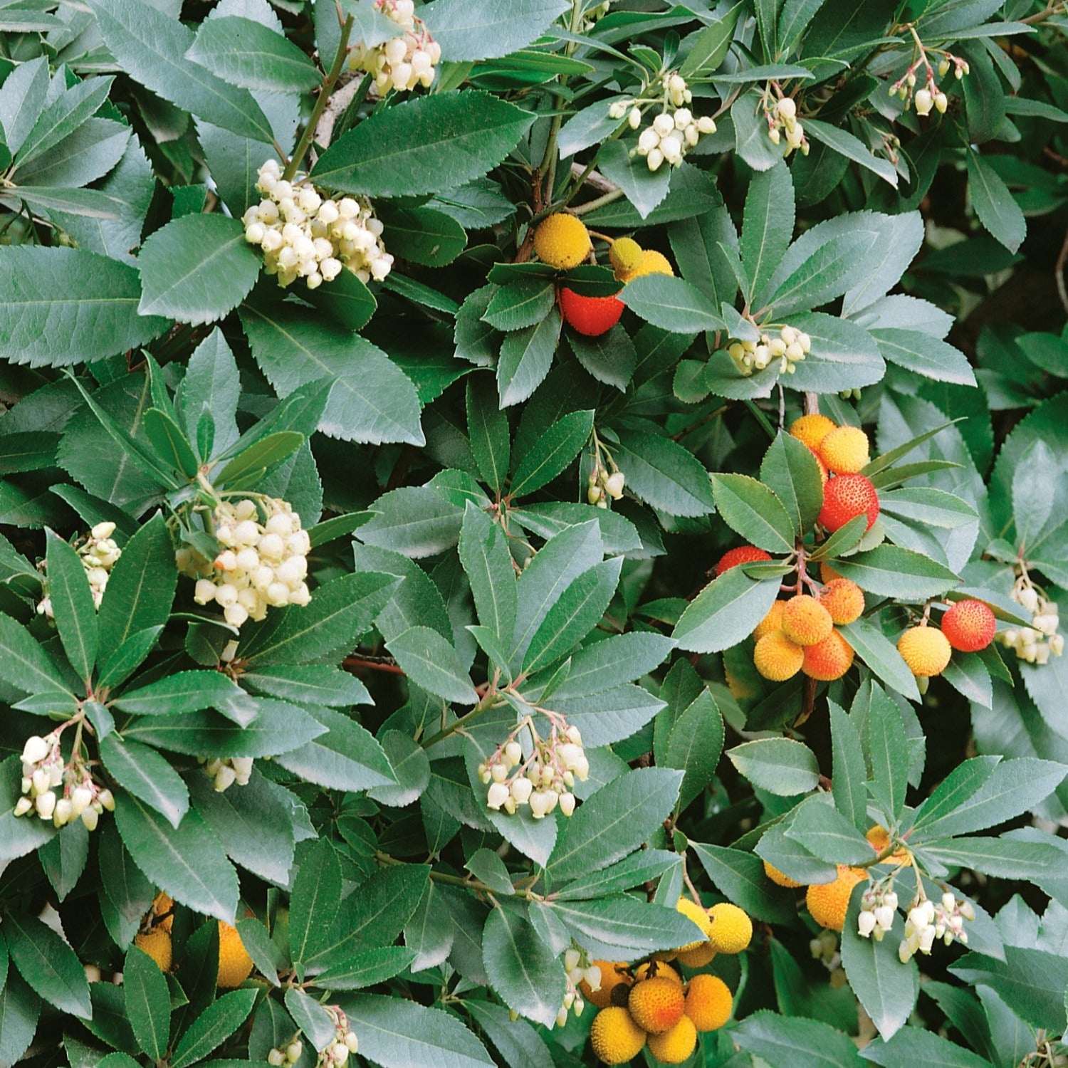 Strawberry Tree 'Compacta' | Marshalls Garden