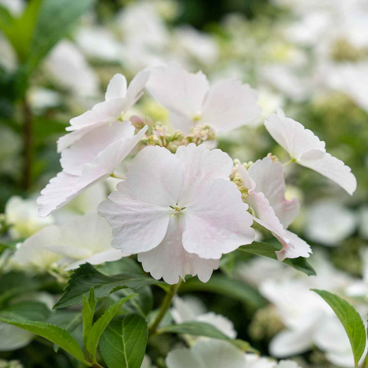 Hydrangea Plant 'Runaway Bride' | Buy Hydrangea Plants Online ...