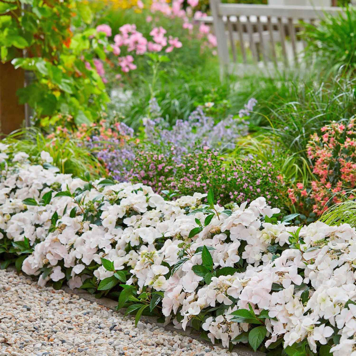 Hydrangea Plant 'Runaway Bride' | Buy Hydrangea Plants Online ...