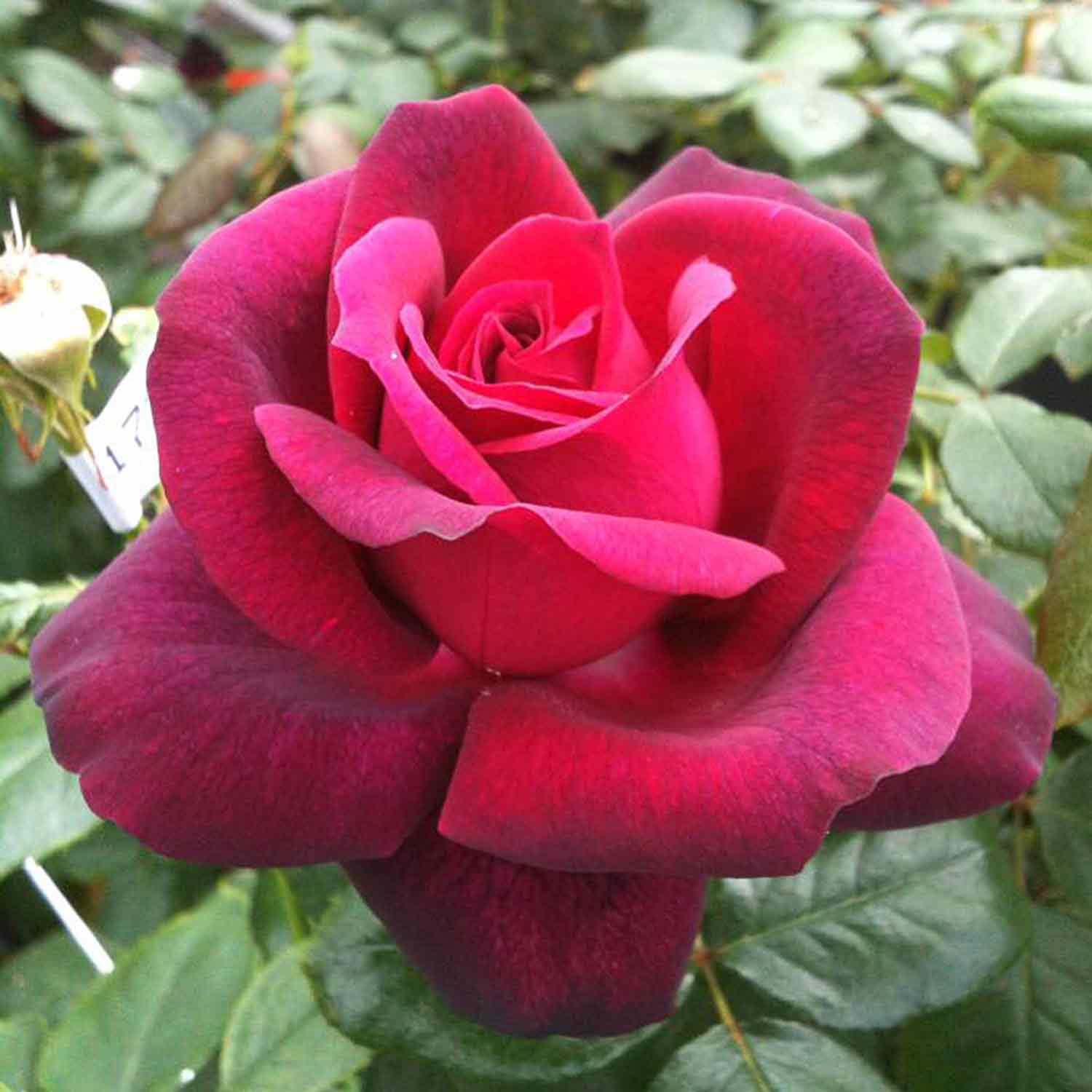 Rose Bush Plant 'Royal Parfuma' | Marshalls Garden