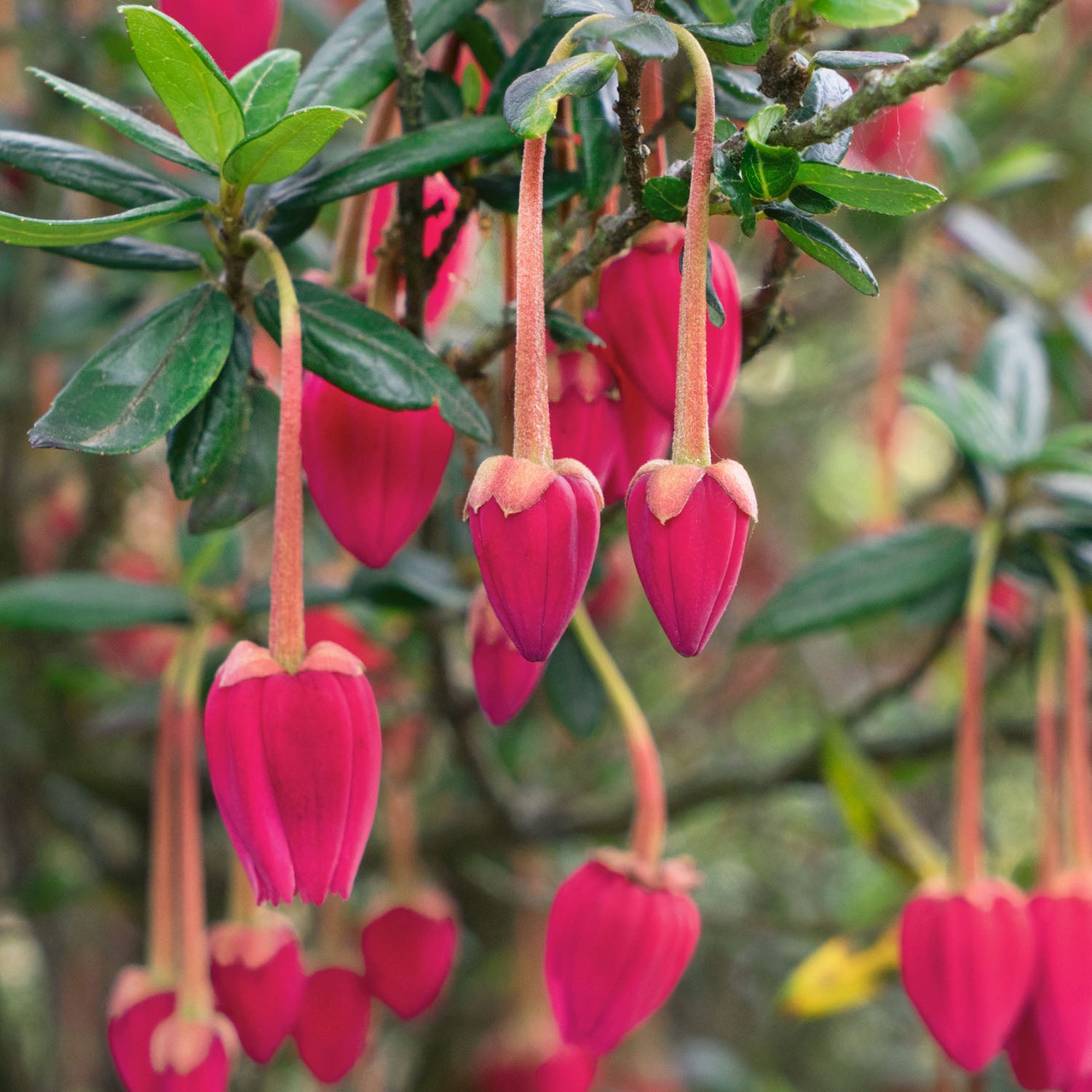 Crinodendron Hookerianum Plant | Marshalls Garden