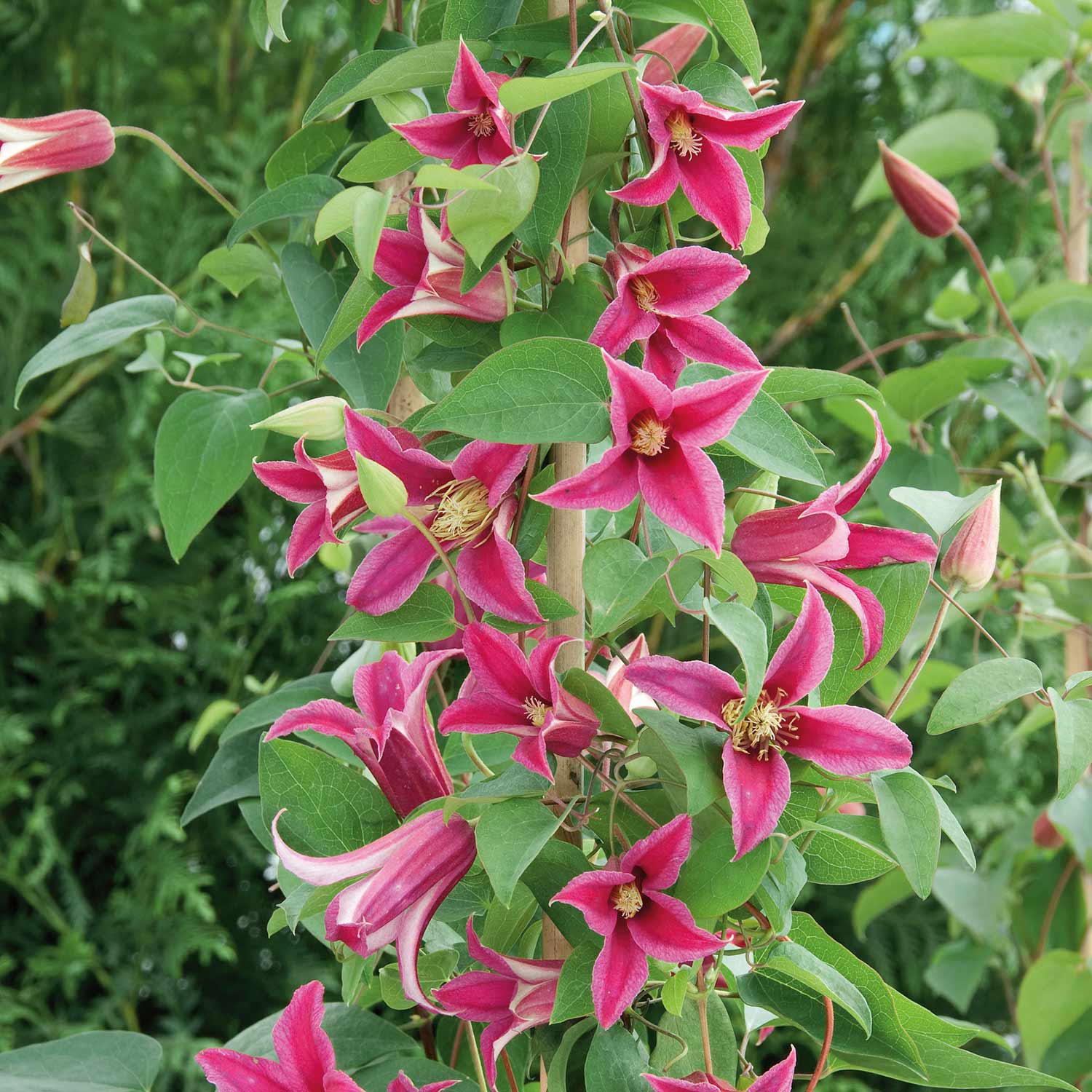 Clematis 'Texensis Princess Diana' - 3L Plant | Buy Clematis Plants ...