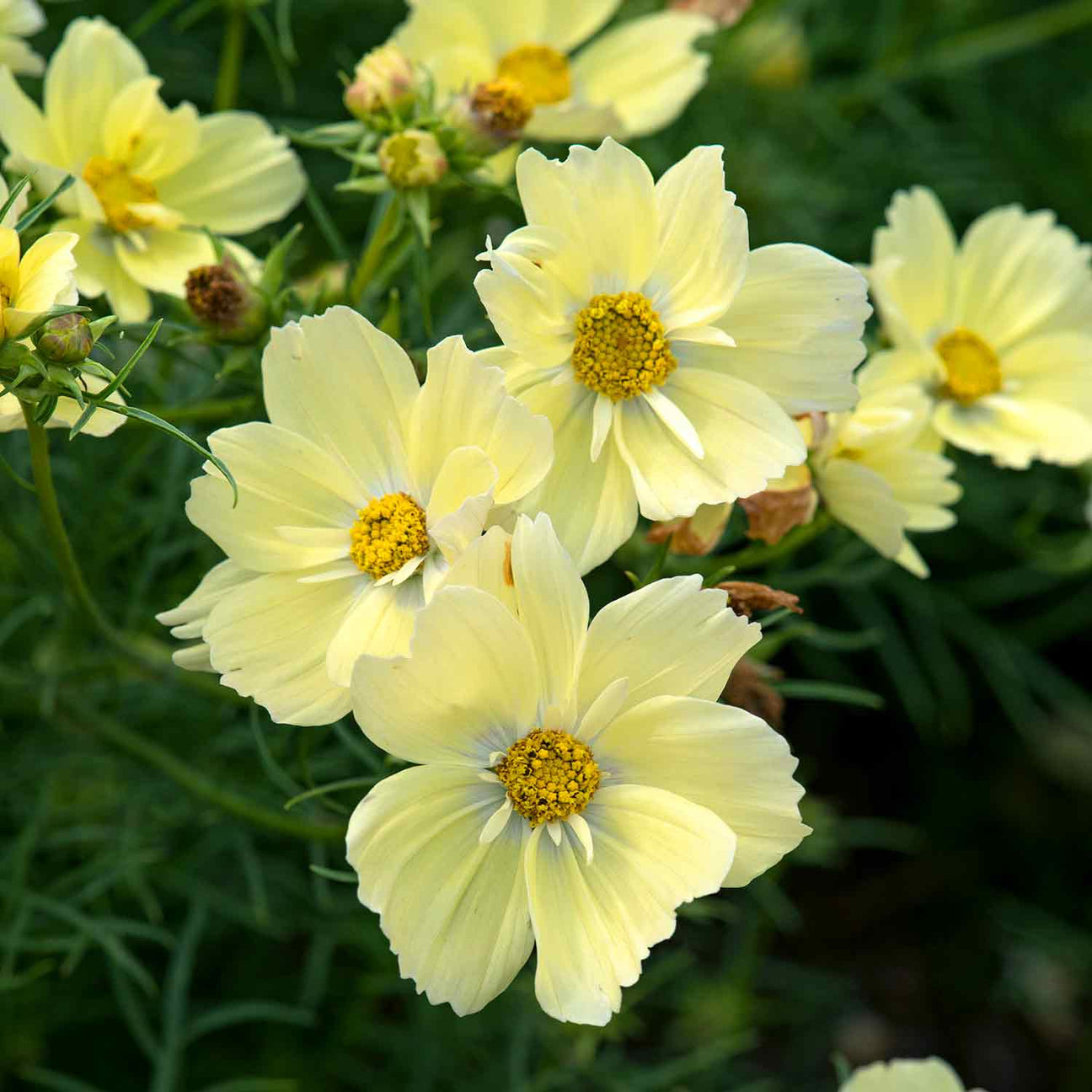 Cosmos Plant 'Xanthos Lemon Sherbet' - 12 x Garden Ready Plants | Buy ...