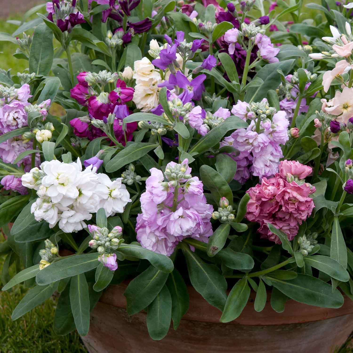 Stocks 'Vintage Mixed' - 12 Garden Ready Plants | Buy Stock Plants ...