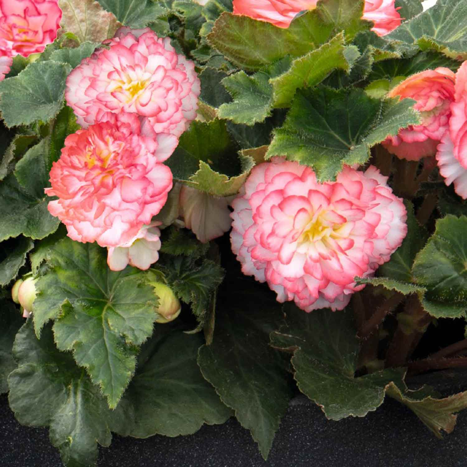 Begonia 'Nonstop Rose Picotee' - 12 Garden Ready Plugs | Buy Begonia ...