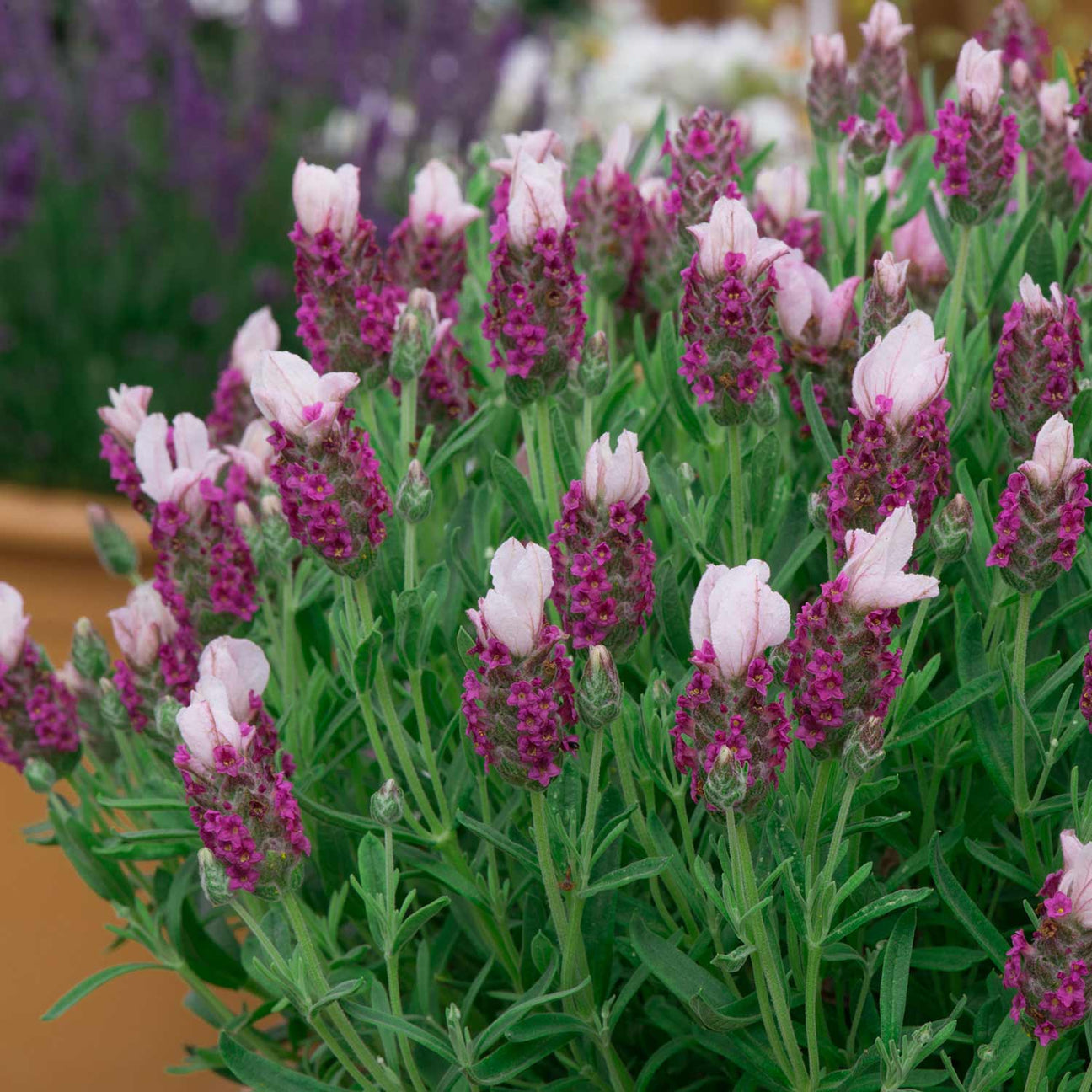 Lavender Plant 'Bandera Pink' - 12 x Garden Ready Plants | Buy Lavender ...