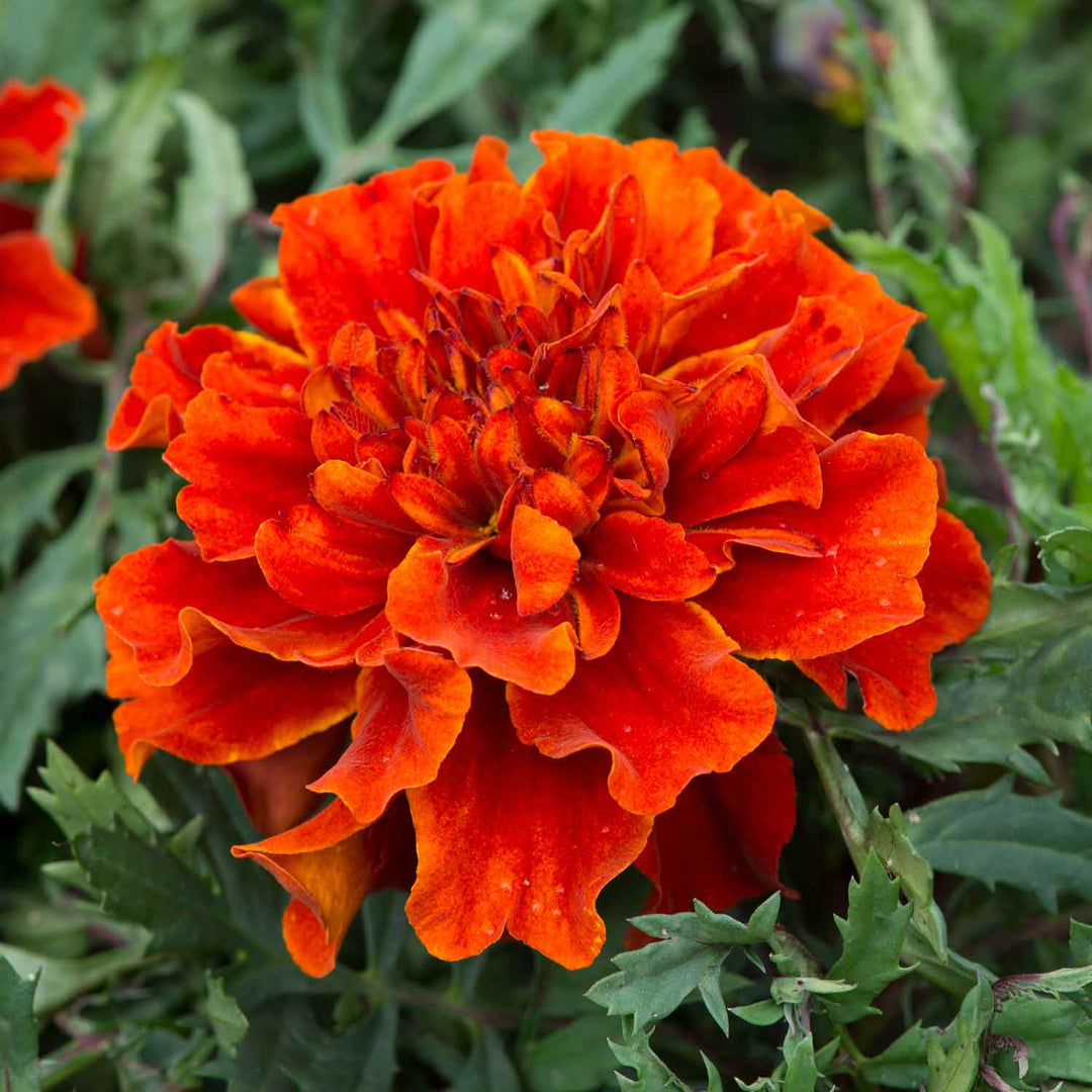 Buy Marigold 'Fireball' 12 Plants Online | Marshalls – Marshalls Garden