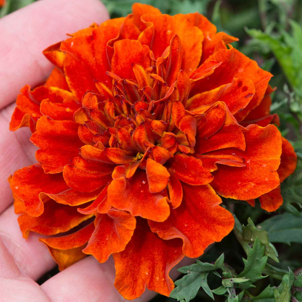 Marigold 'Fireball' | Buy Marigold Plants Online | Summer Bedding ...