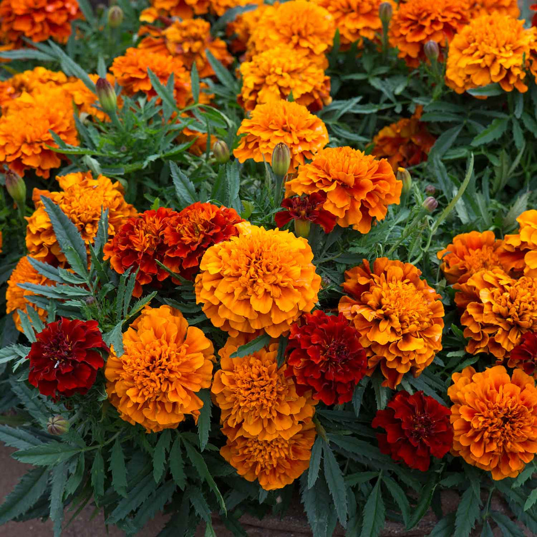 Buy Marigold 'Fireball' 12 Plants Online | Marshalls – Marshalls Garden